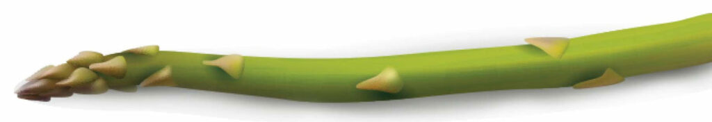 ETAS® - Asparagus Extract Powder Health Benefits | Heat Shock Protein ...