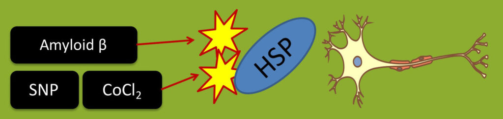 ETAS® - Asparagus Extract Powder Health Benefits | Heat Shock Protein ...